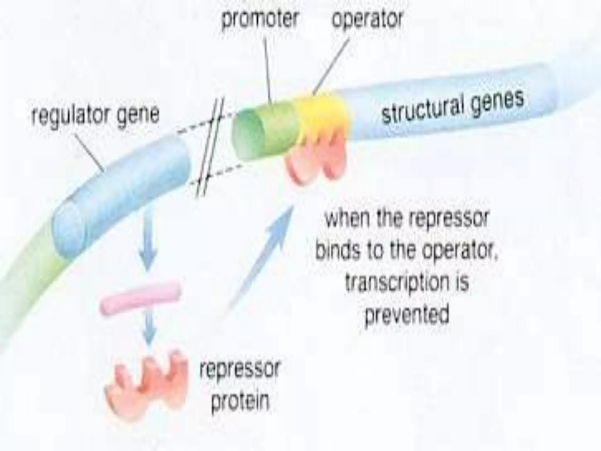 Operon | PPTX
