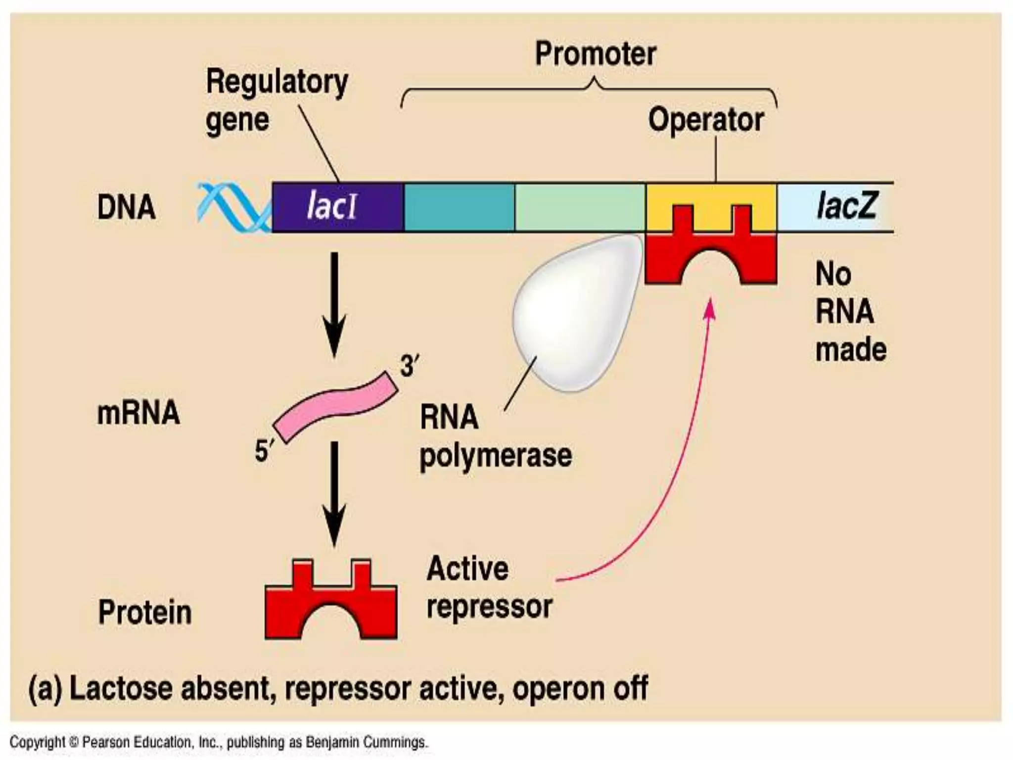 Operon | PPTX