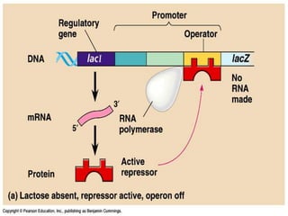 Operon | PPTX