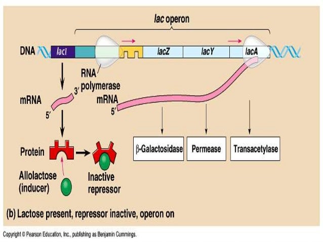 Operon
