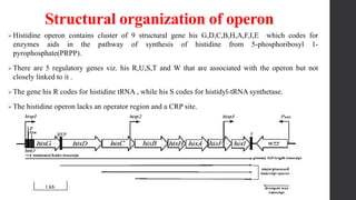 Galactose operon and Histidine operon | PPTX