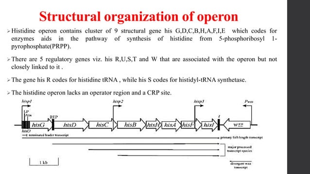 Galactose operon and Histidine operon | PPTX | Chemistry | Science