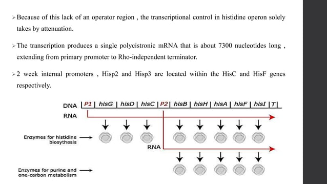 Galactose operon and Histidine operon | PPTX | Chemistry | Science
