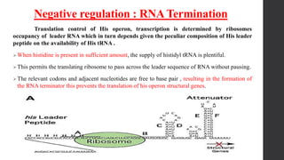 Galactose operon and Histidine operon | PPTX