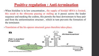 Galactose operon and Histidine operon | PPTX