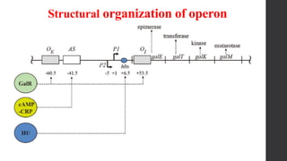 Galactose operon and Histidine operon | PPTX