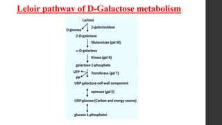 Galactose operon and Histidine operon | PPTX