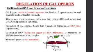 Galactose operon and Histidine operon | PPTX | Chemistry | Science