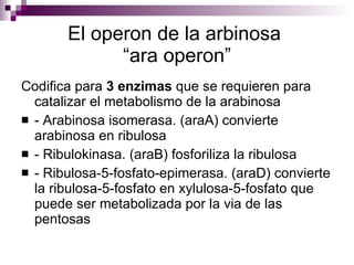 Operon Ara | PPT