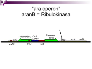 Operon Ara | PPT