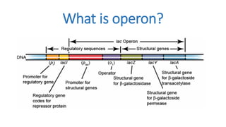 Operon concept.pdf