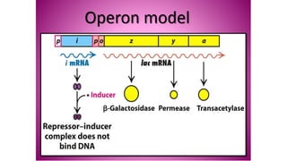 Operon concept.pdf