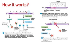 Operon concept.pdf