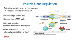 Operon concept.pdf