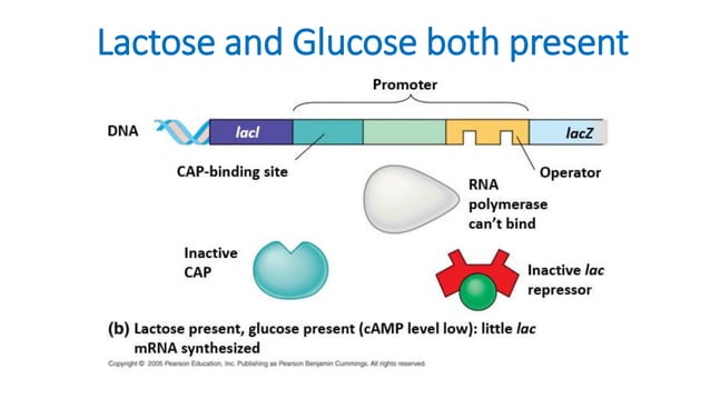 Operon concept.pdf