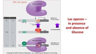 Operon concept.pdf