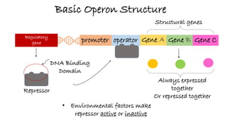 Operon concept.pdf