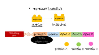 Operon concept.pdf