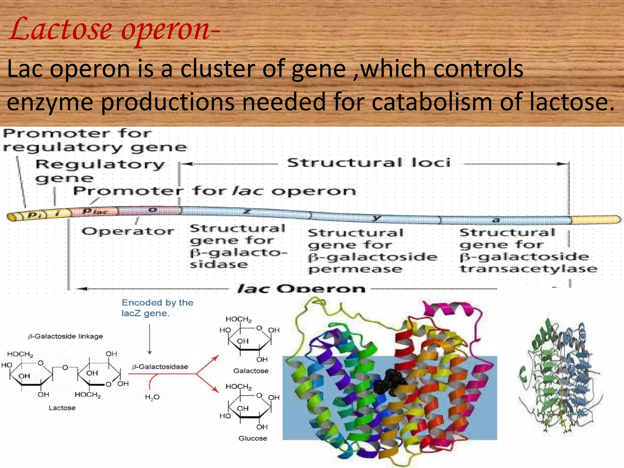 Operon Concept | PPTX