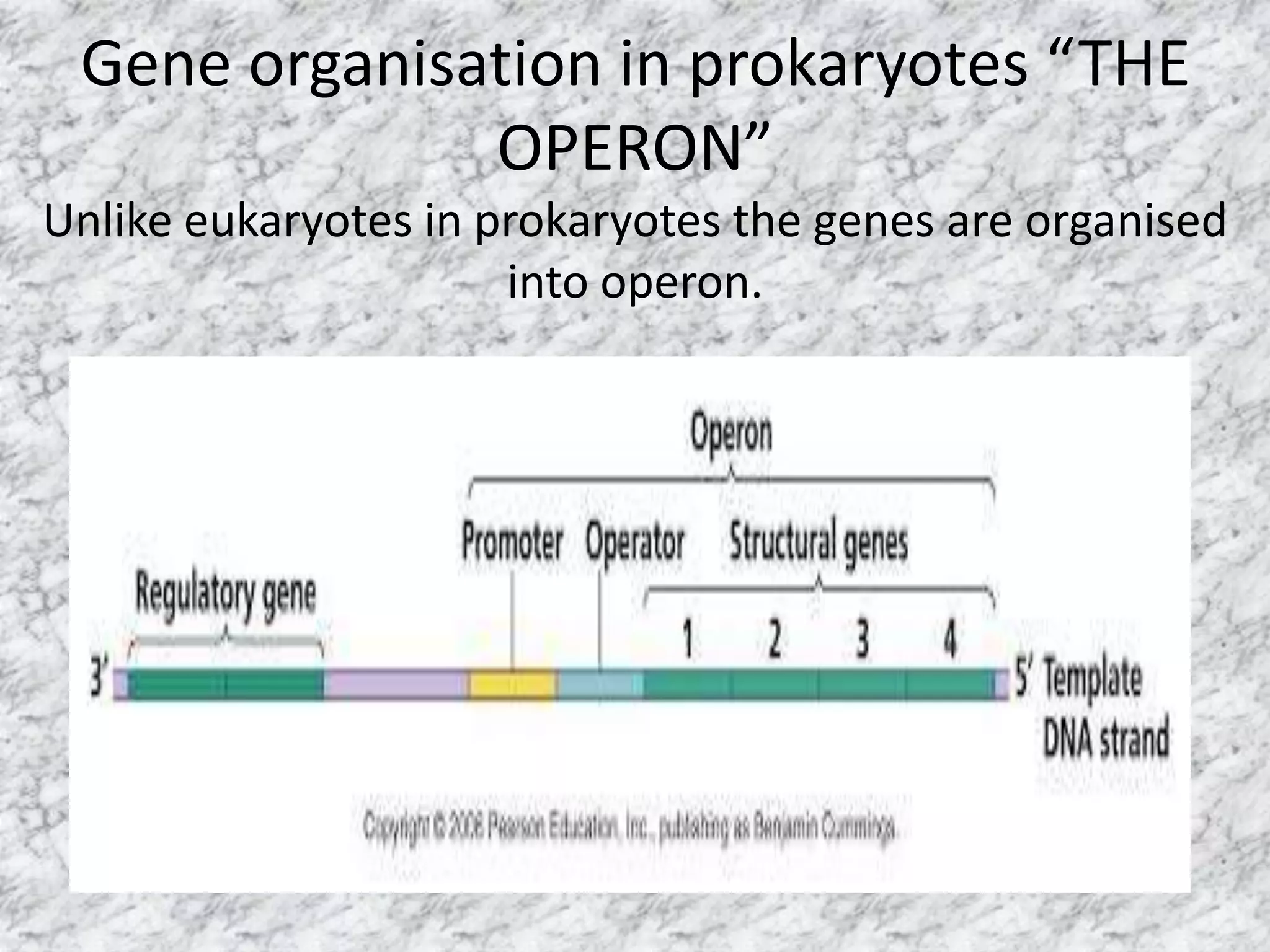 Operon Concept | PPTX