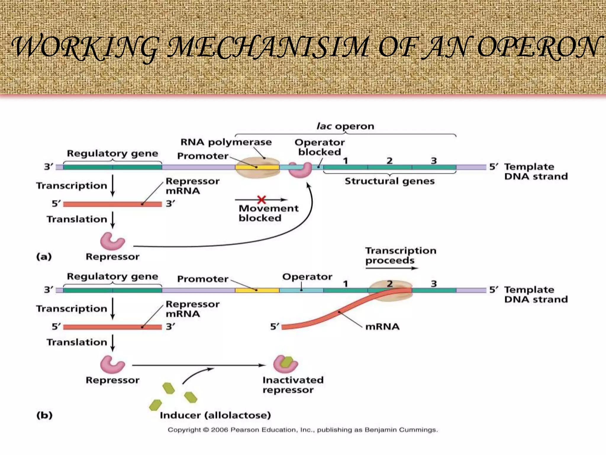 Operon Concept | PPTX