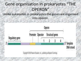 Operon Concept | PPTX