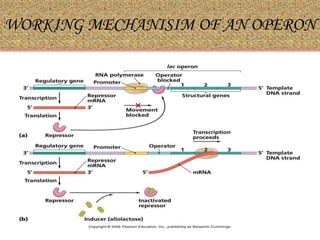 Operon Concept | PPTX