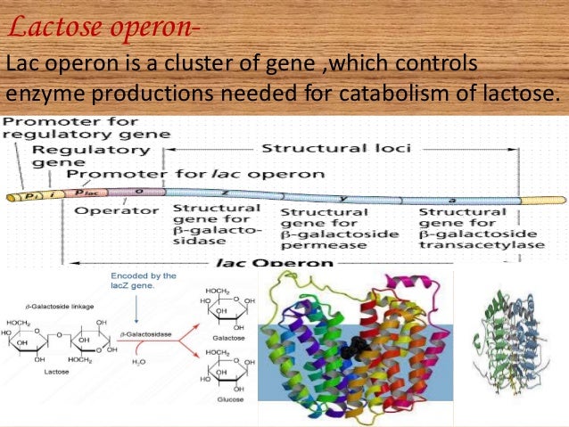 Operon Concept