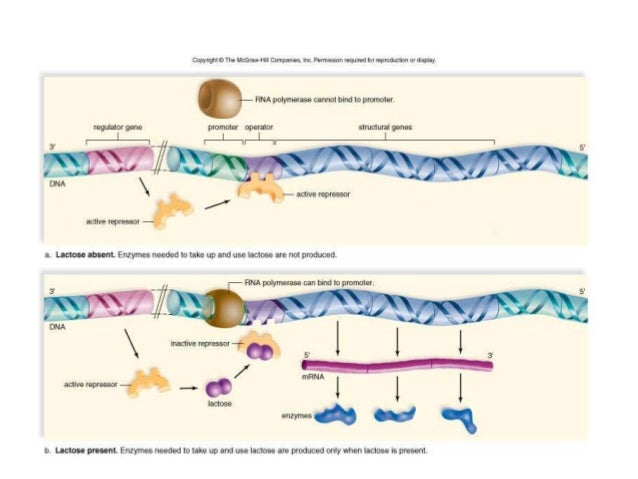 Operon Concept