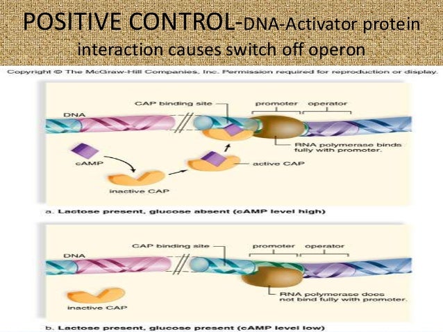 Operon Concept