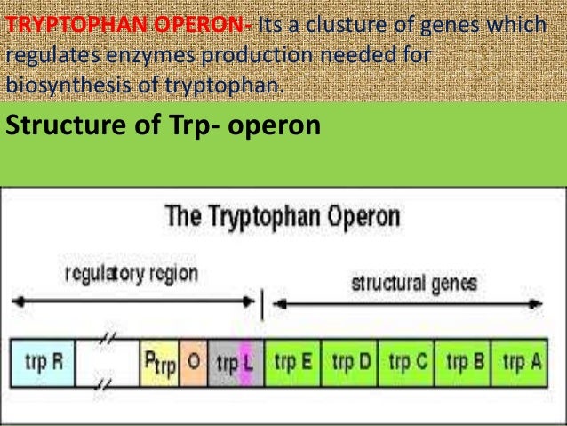 Operon Concept