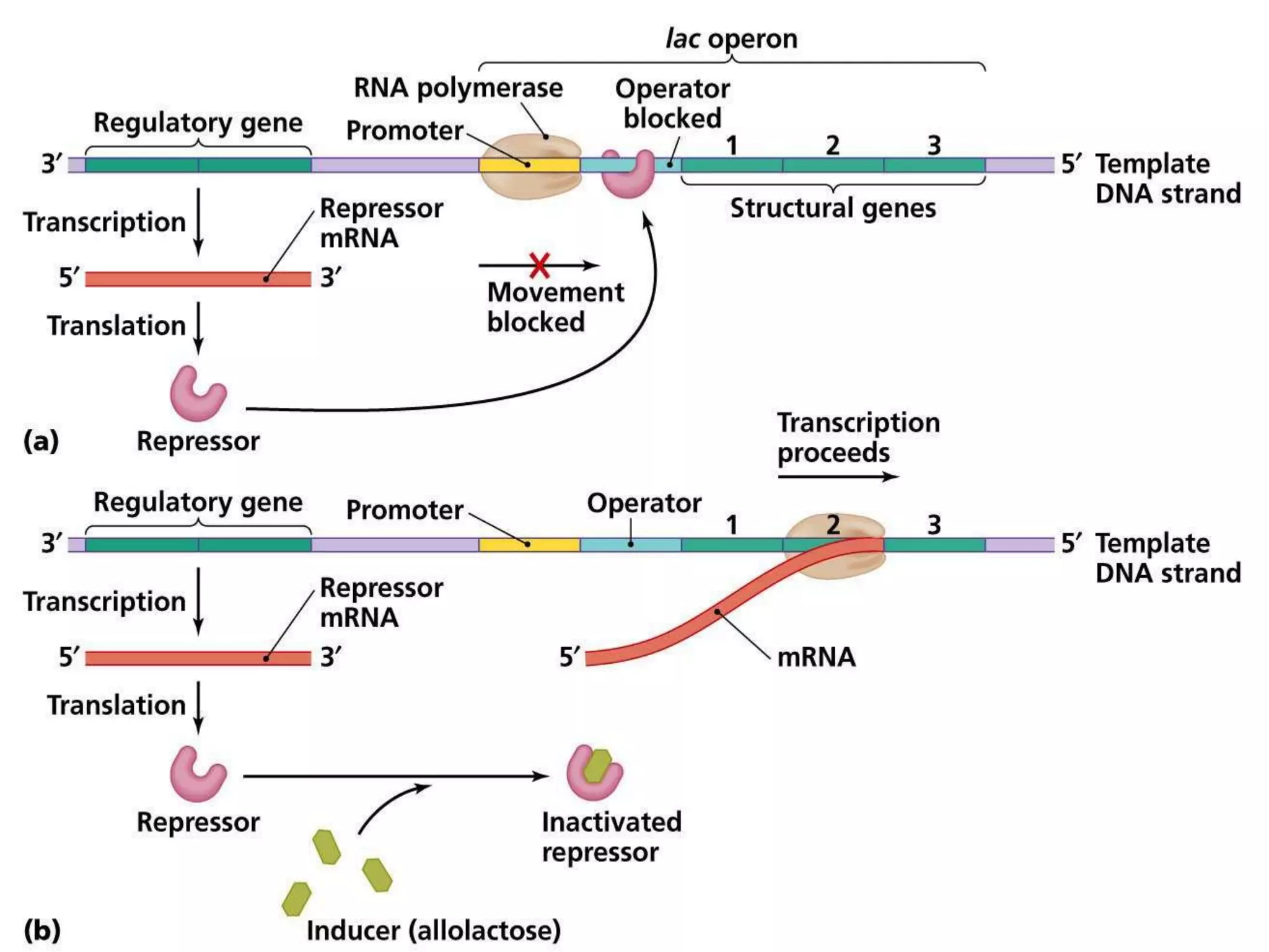 differernt types of Operon concepts | PPTX