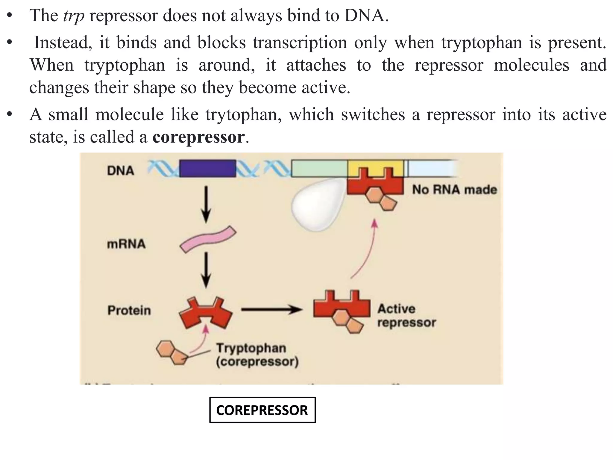 differernt types of Operon concepts | PPTX