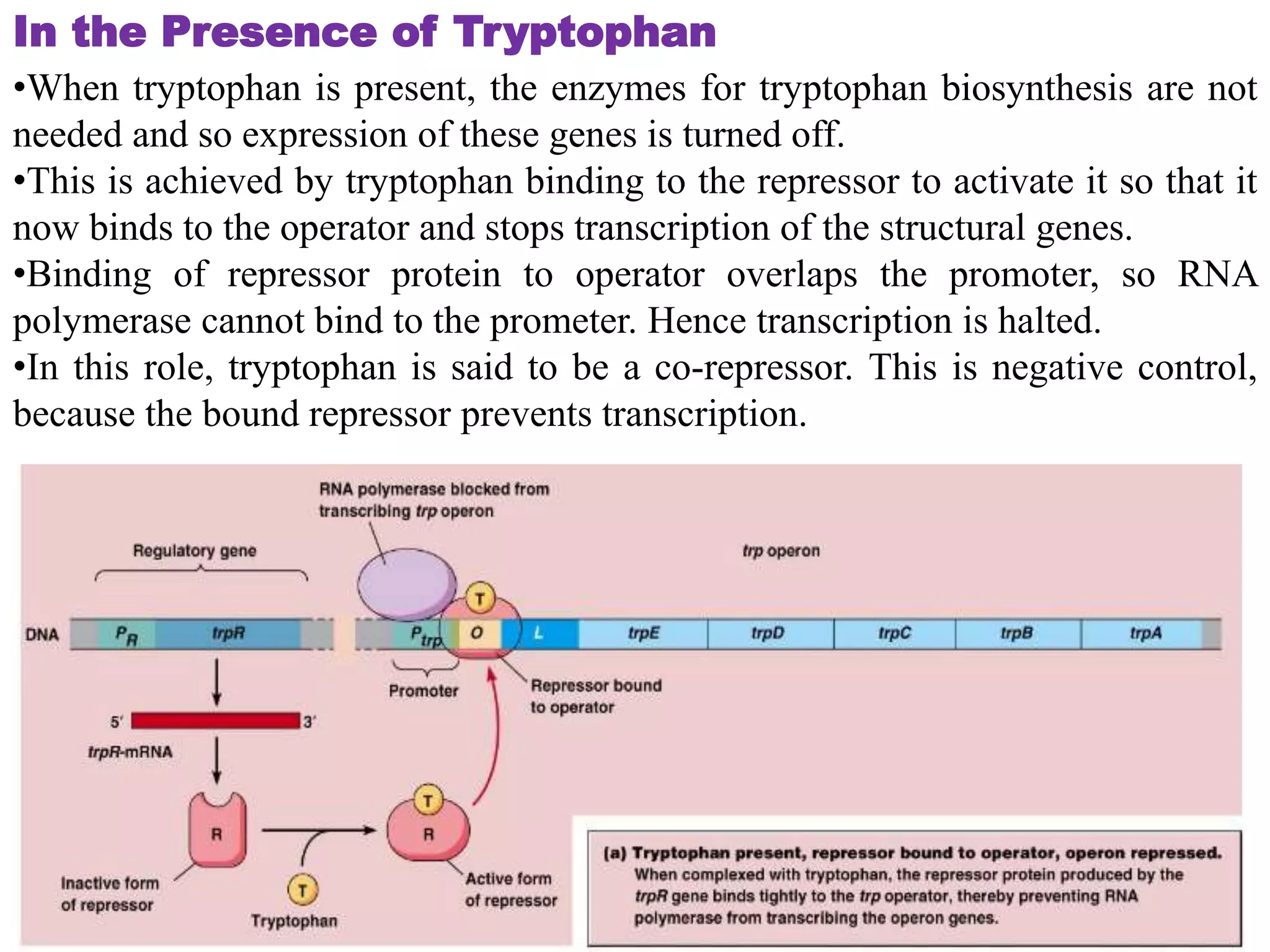 differernt types of Operon concepts | PPTX