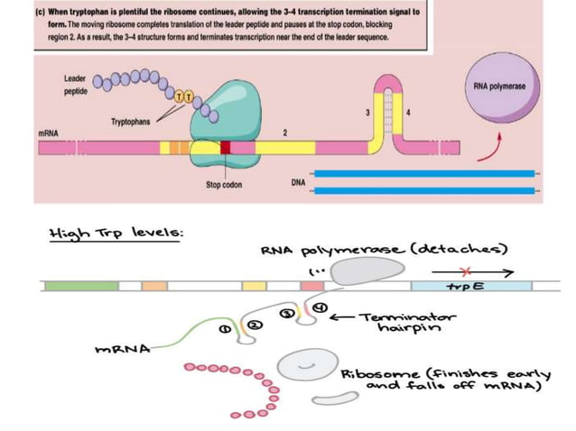 differernt types of Operon concepts | PPTX
