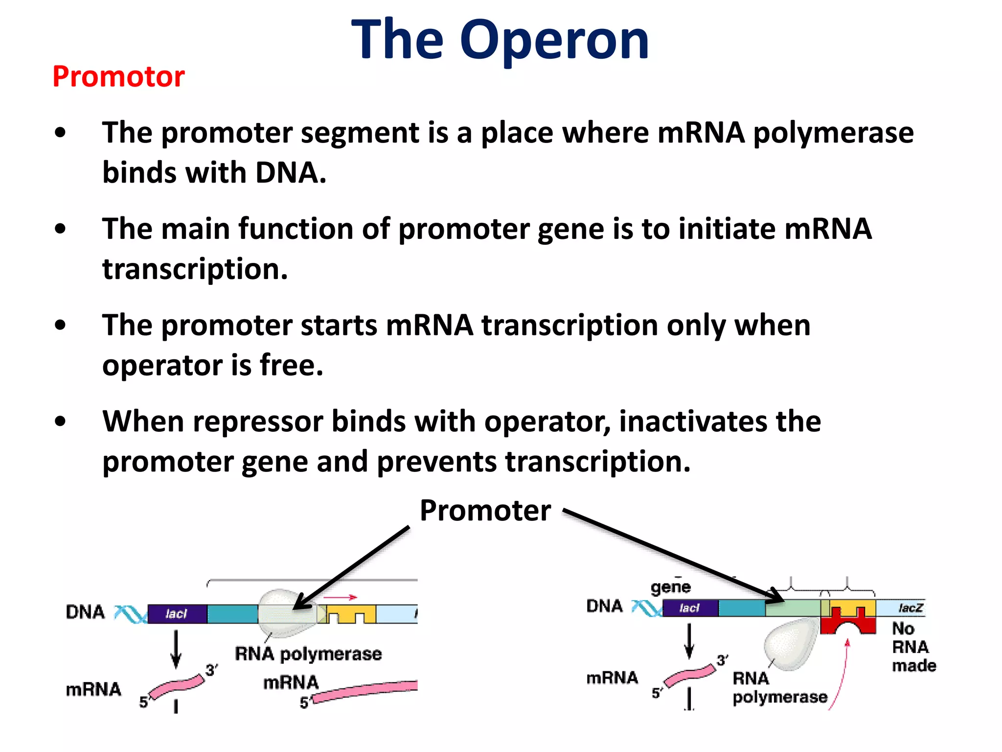 Operon Concept | PPSX