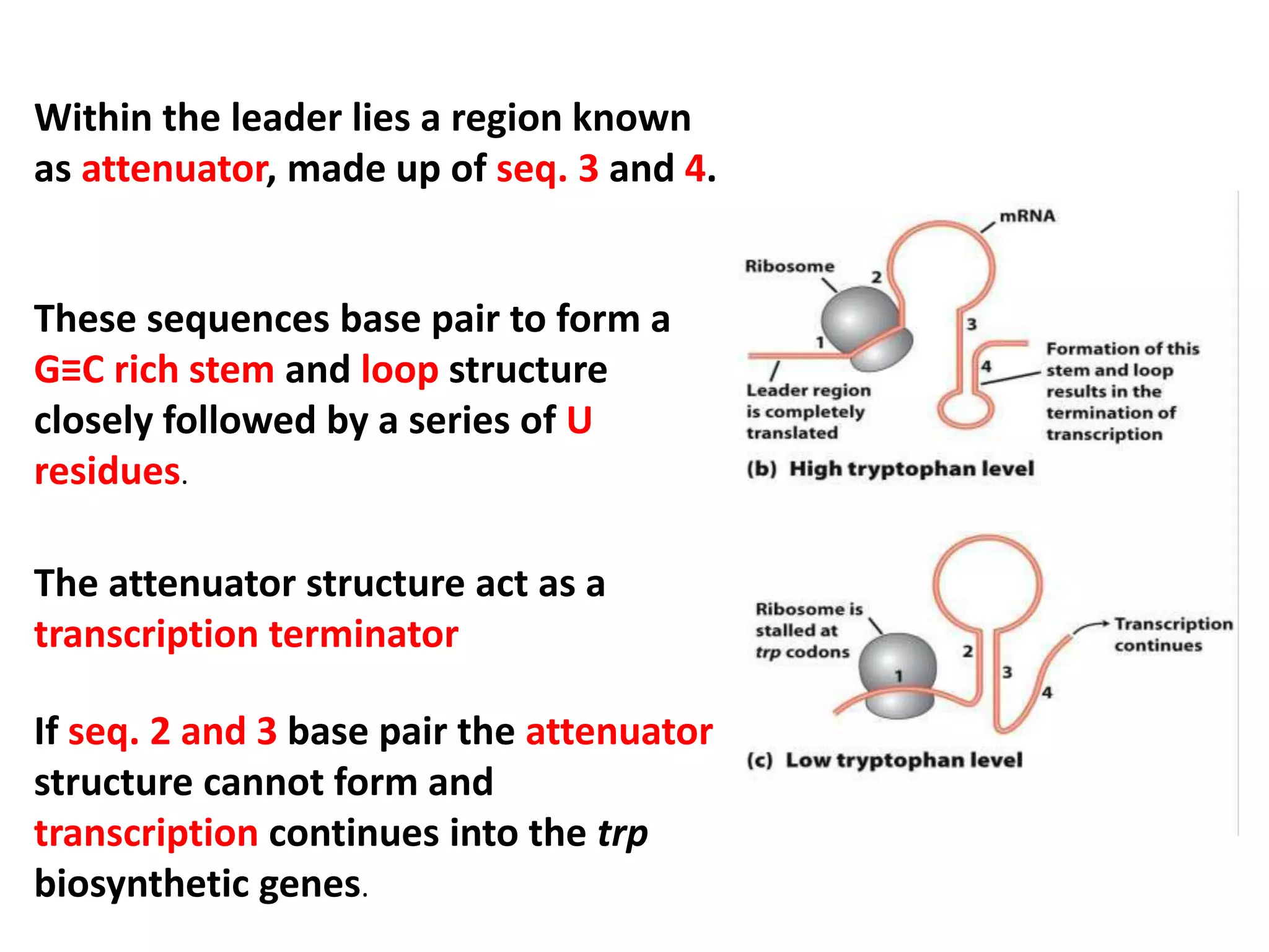 Operon Concept | PPSX | Biological Sciences | Science