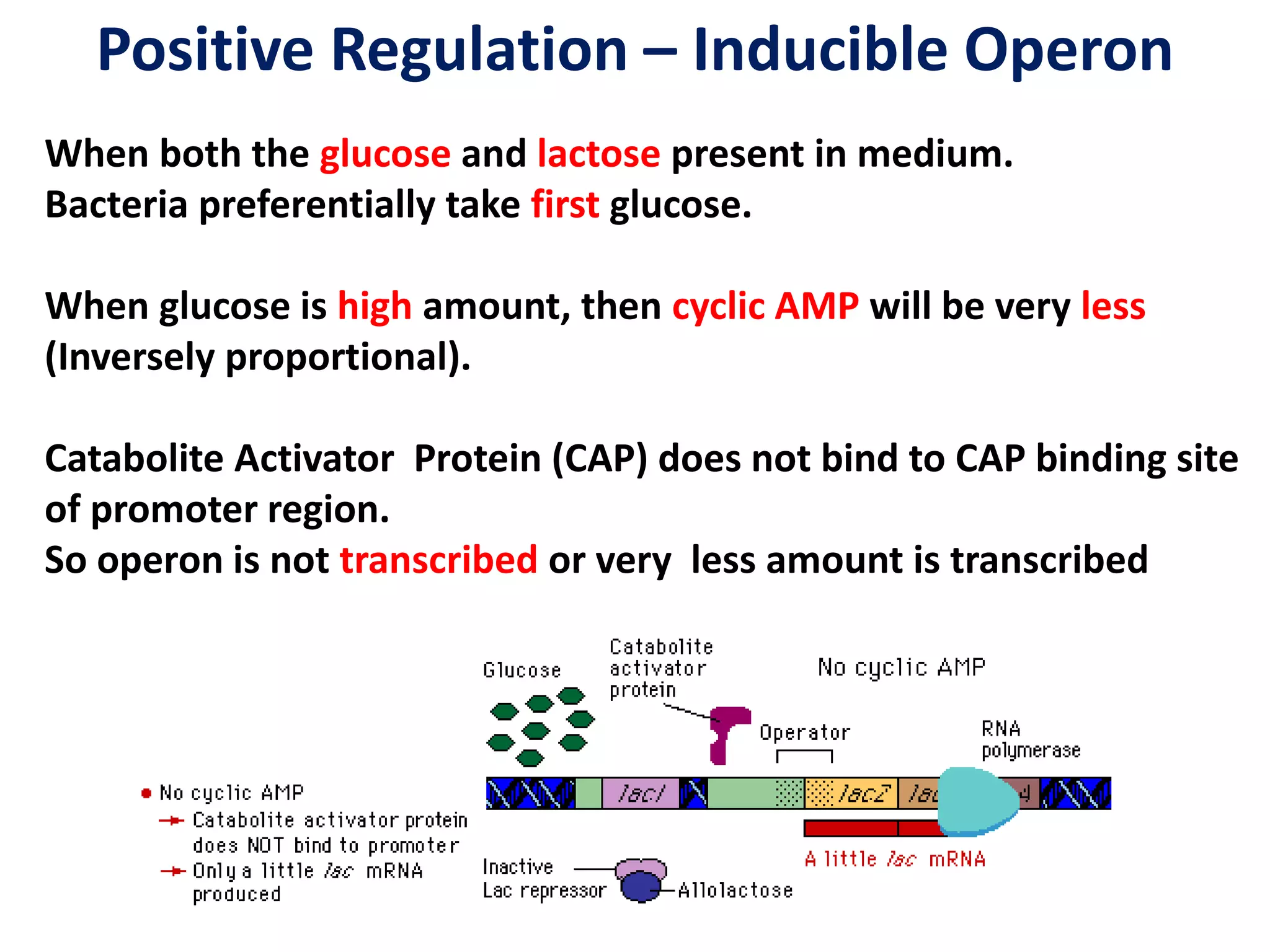 Operon Concept | PPSX