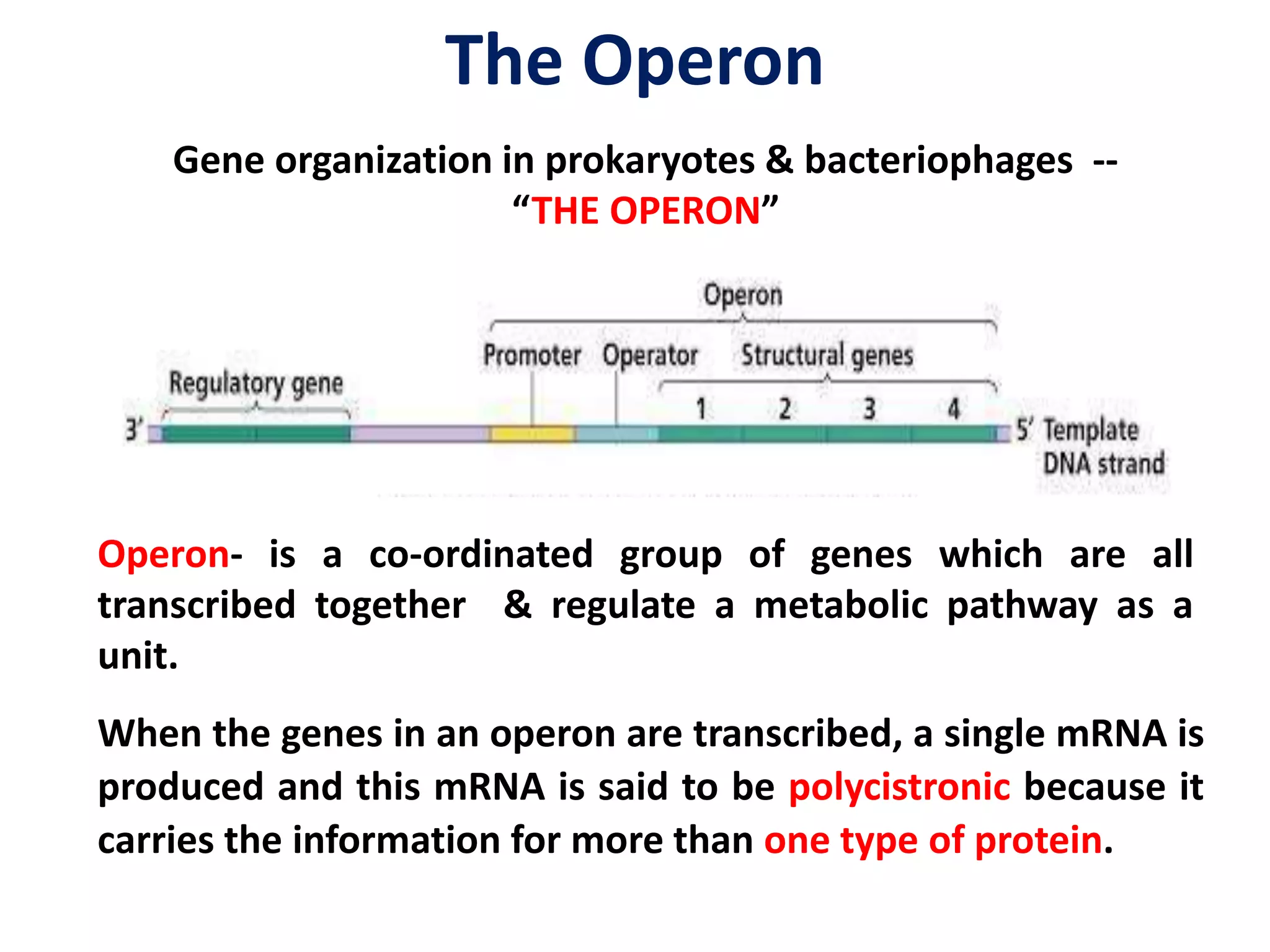 Operon Concept | PPSX