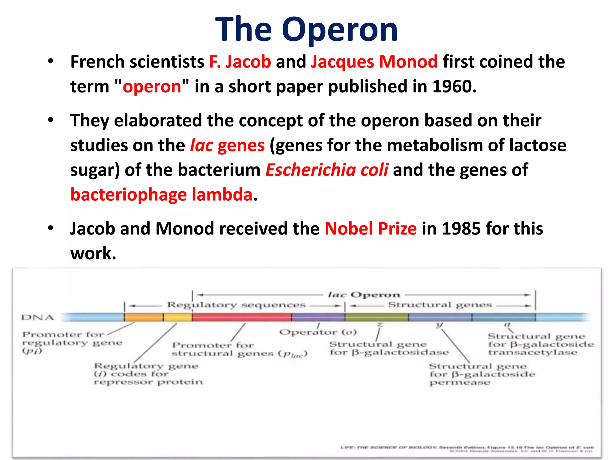 Operon Concept | PPSX