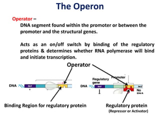 Operon Concept | PPSX