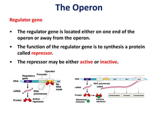 Operon Concept | PPSX