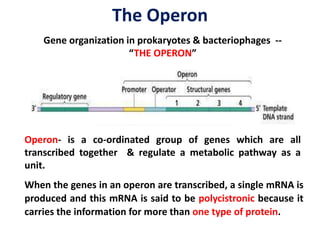 Operon Concept | PPSX