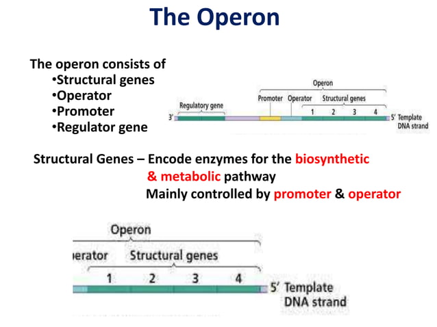 Operon Concept | PPSX | Biological Sciences | Science