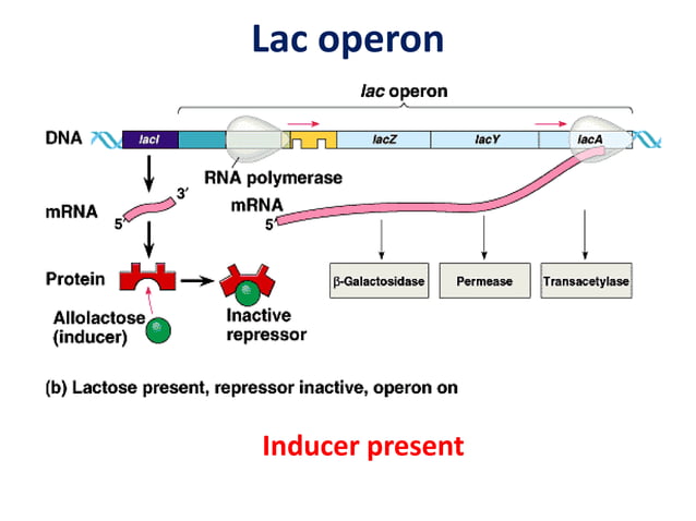 Operon Concept