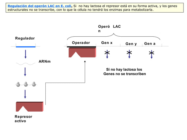Operon lac | PPT