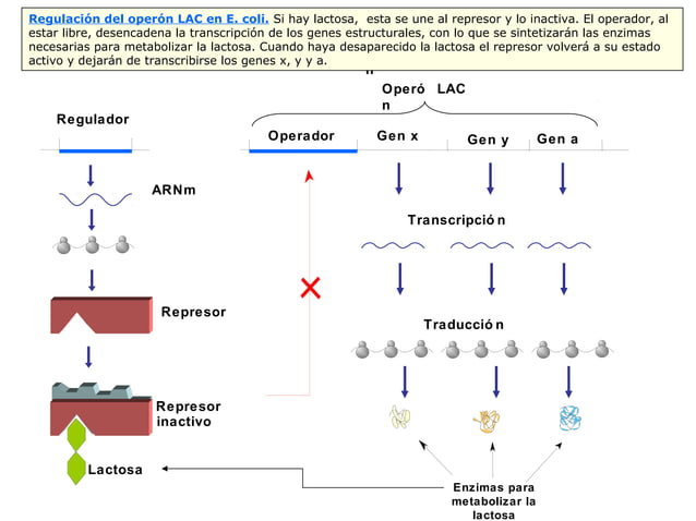 Operon lac | PPT