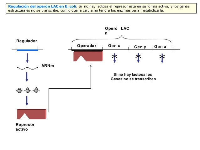 Diagrama De Operon Lac Para Rotular