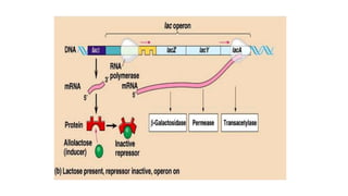 Operon System with oveview of lac operon, trp operon, ara operon | PPTX