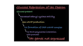 Operon System with oveview of lac operon, trp operon, ara operon | PPTX
